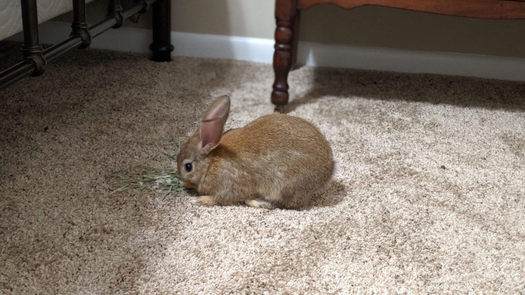 Cinnamon rabbit – Breed Rabbits