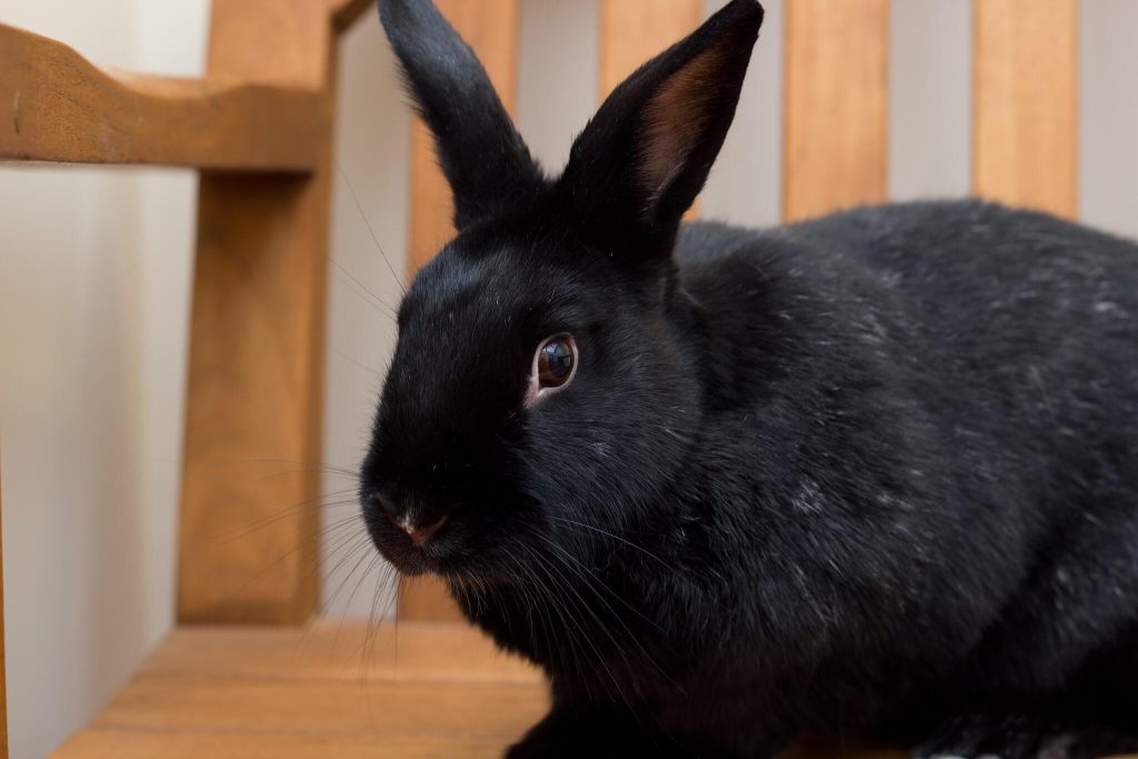 Havana Rabbit – Breed Rabbits